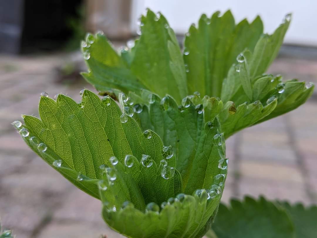 Waterparels op de planten - onderwegmettamara